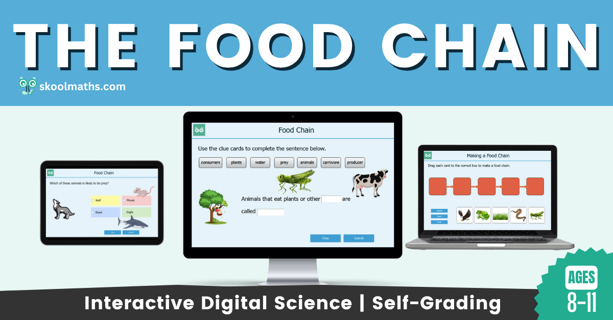 What is a Food Chain?
