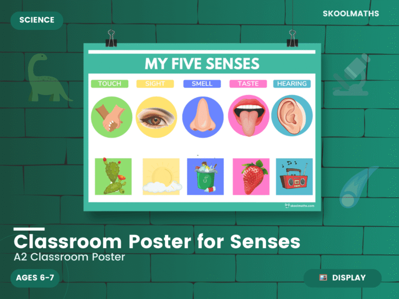 Five Senses Classroom Poster: Year 1 Science Biology Display & Activity ...