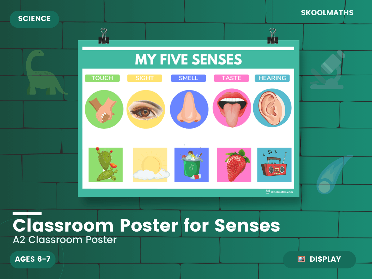 Five Senses Classroom Poster: Year 1 Science Biology Display & Activity ...