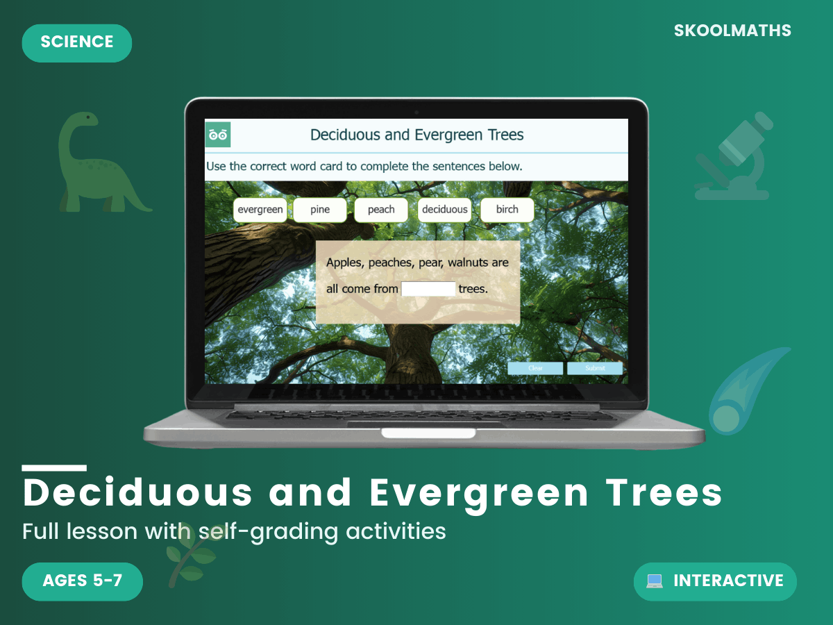 Deciduous And Evergreen Trees — Interactive Lesson (Ages 5–7) – Maths ...