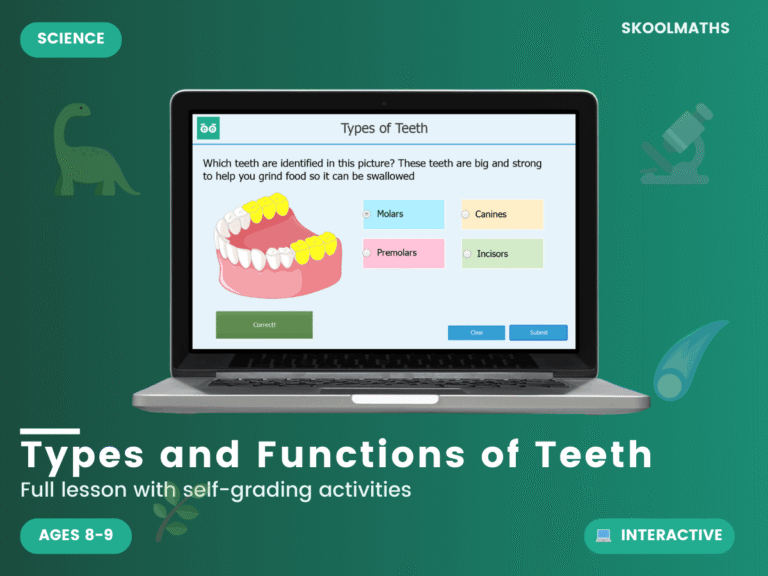 Teeth and Their Functions: Year 4 Science KS2 Interactive Biology ...
